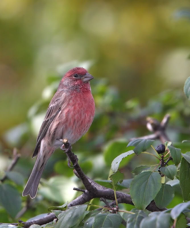 Roselin familier (Daniel Murphy) | Club d'ornithologie d'Ahuntsic